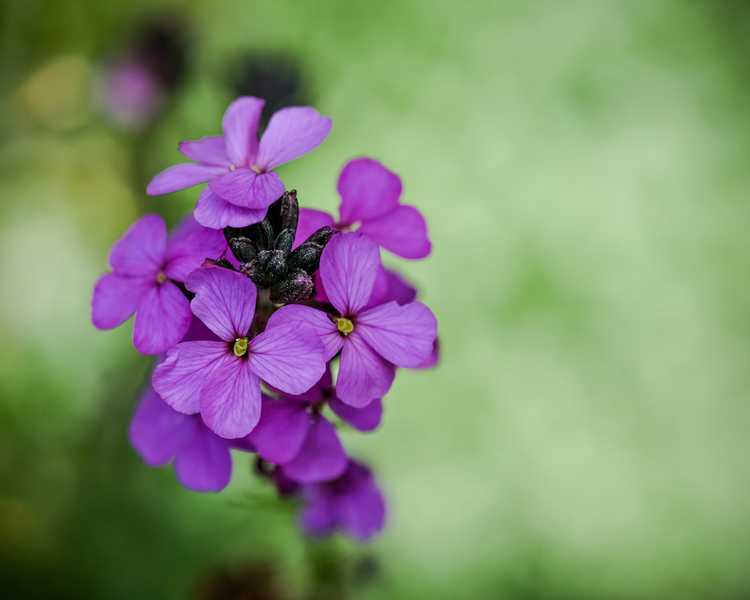 Competition - CompetitionScores.Web