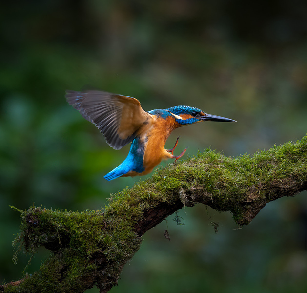 Competition - CompetitionScores.Web