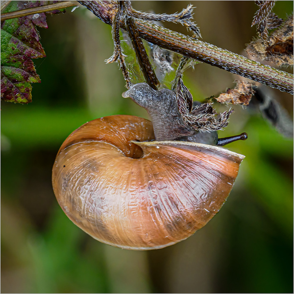 Competition - CompetitionScores.Web