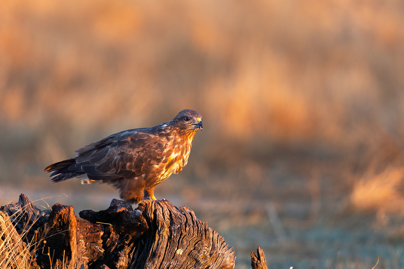 Competition - CompetitionScores.Web