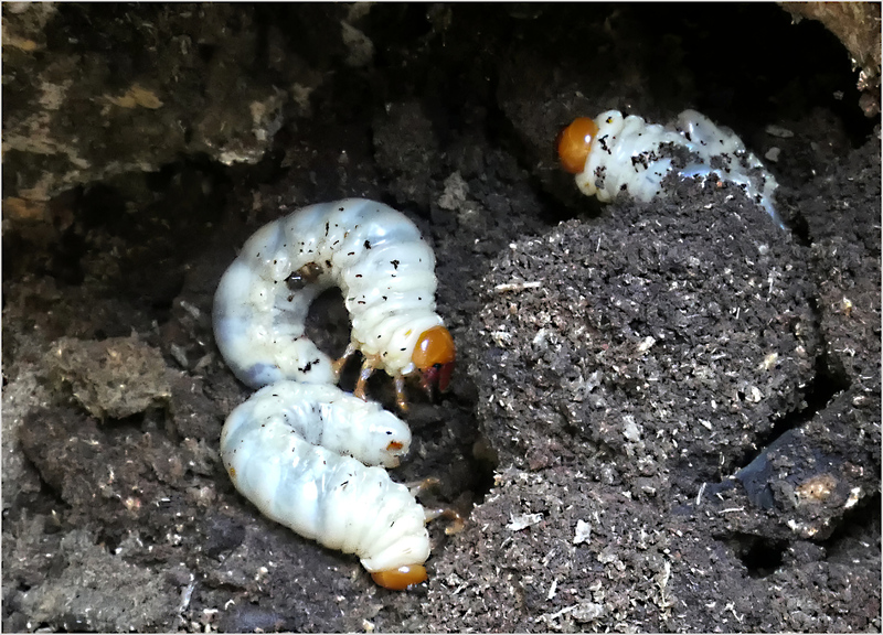 Competition - CompetitionScores.Web