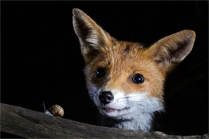 Competition - CompetitionScores.Web