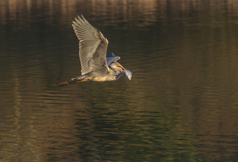 Competition - CompetitionScores.Web