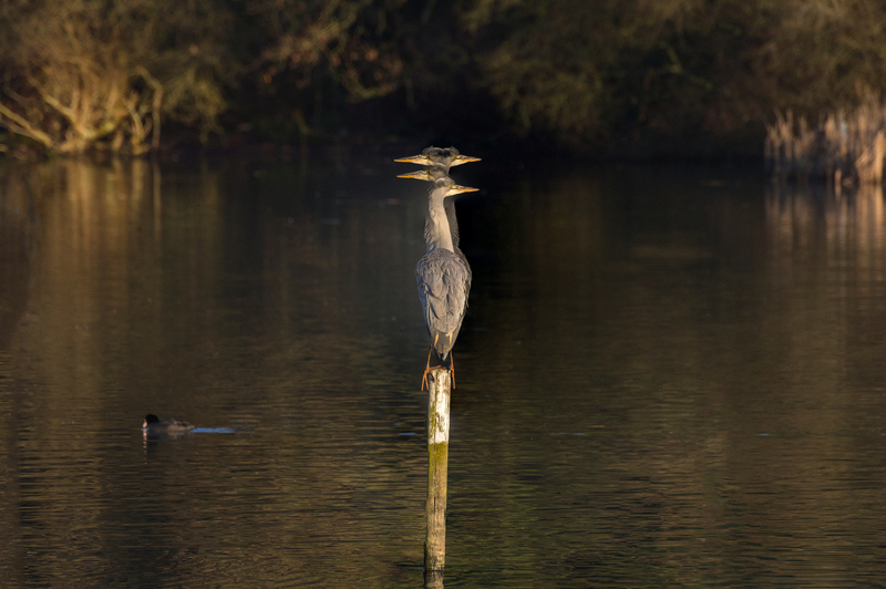 Competition - CompetitionScores.Web