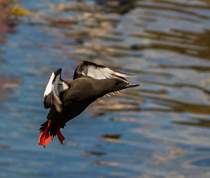 Competition - CompetitionScores.Web