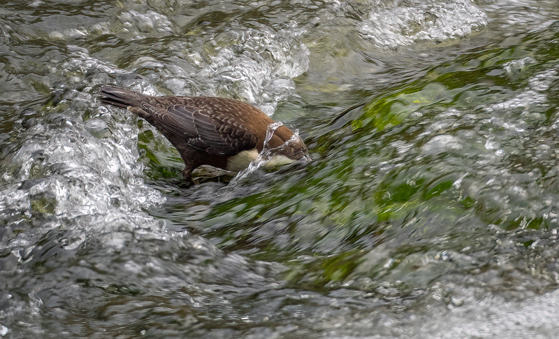 Competition - CompetitionScores.Web