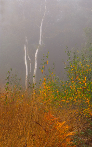 Competition - CompetitionScores.Web