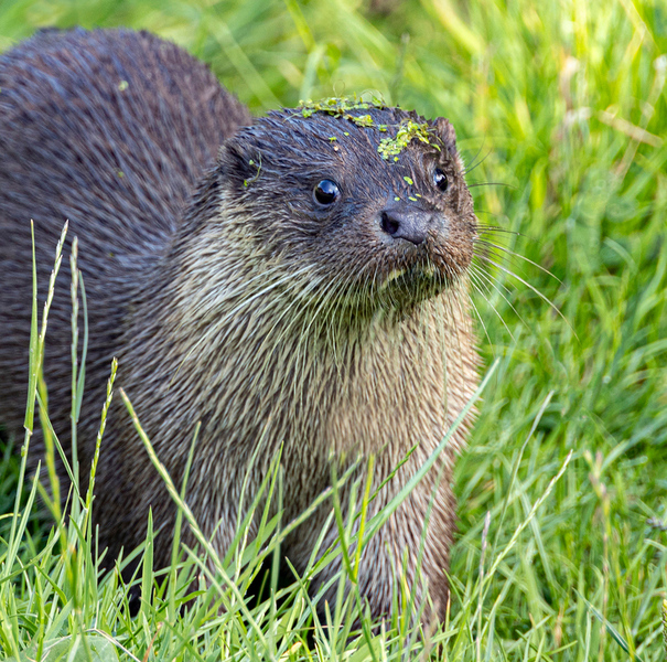 Competition - CompetitionScores.Web