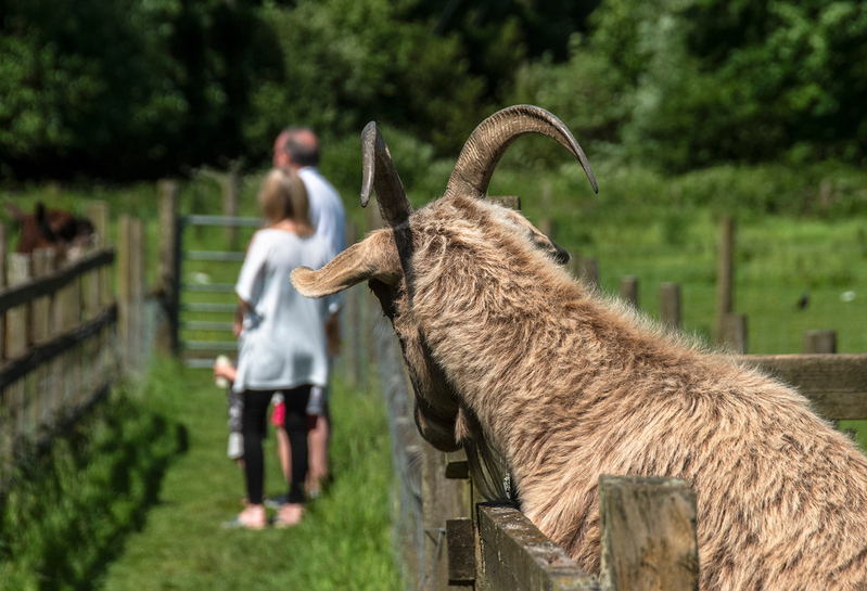 Competition - CompetitionScores.Web