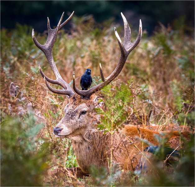 Competition - CompetitionScores.Web