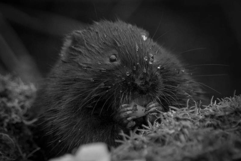 Competition - CompetitionScores.Web