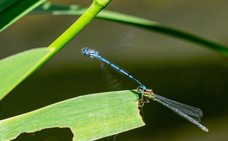 Competition - CompetitionScores.Web